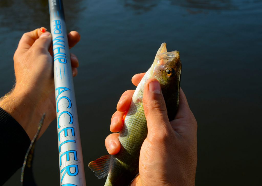 IDentity Accelerate Whip - Products - Cresta