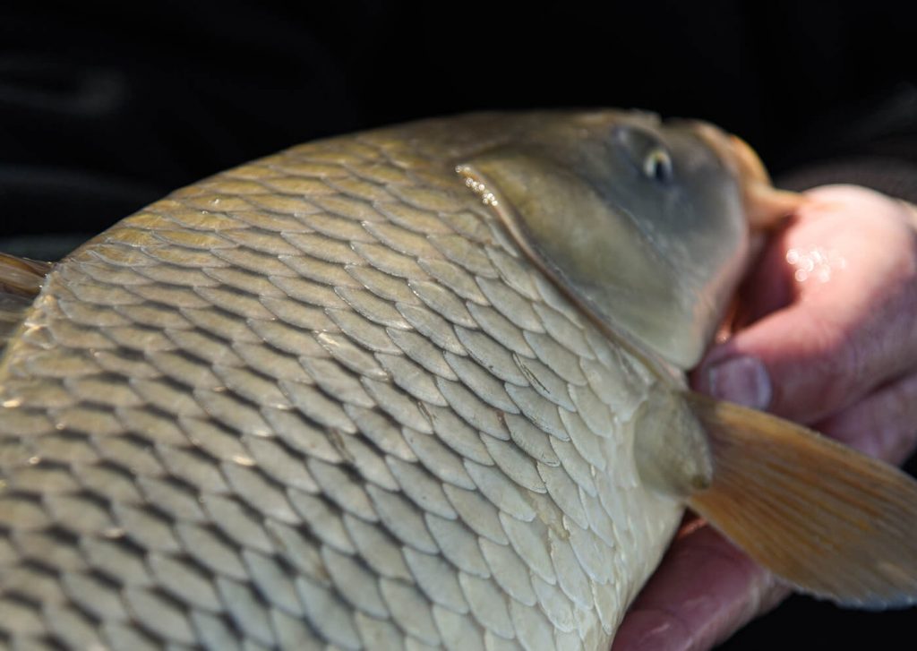 Snyper Puller XS Pole - Products - Cresta