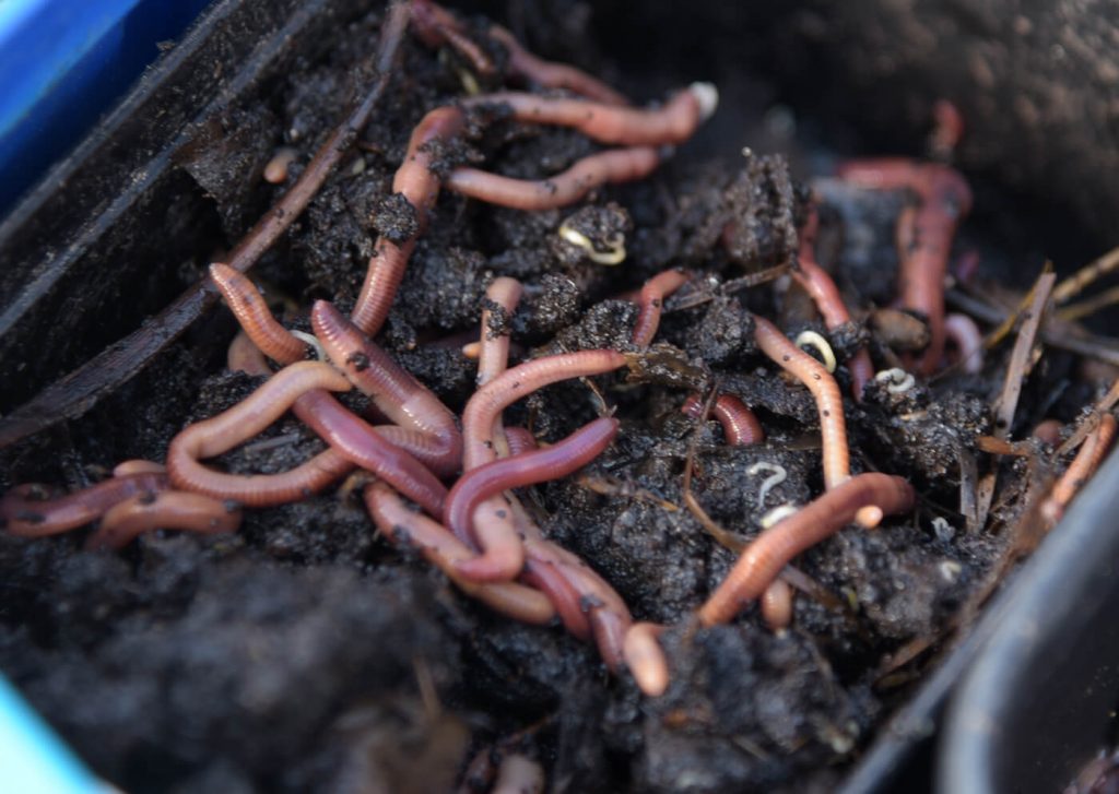 Bait - Boxes - Products - Cresta